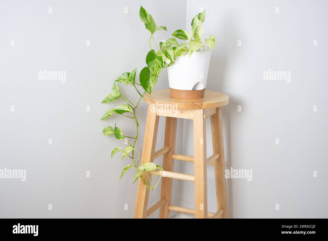 Snow Queen Pothos in a white pot. Popular vining houseplant. Epipremnum ...