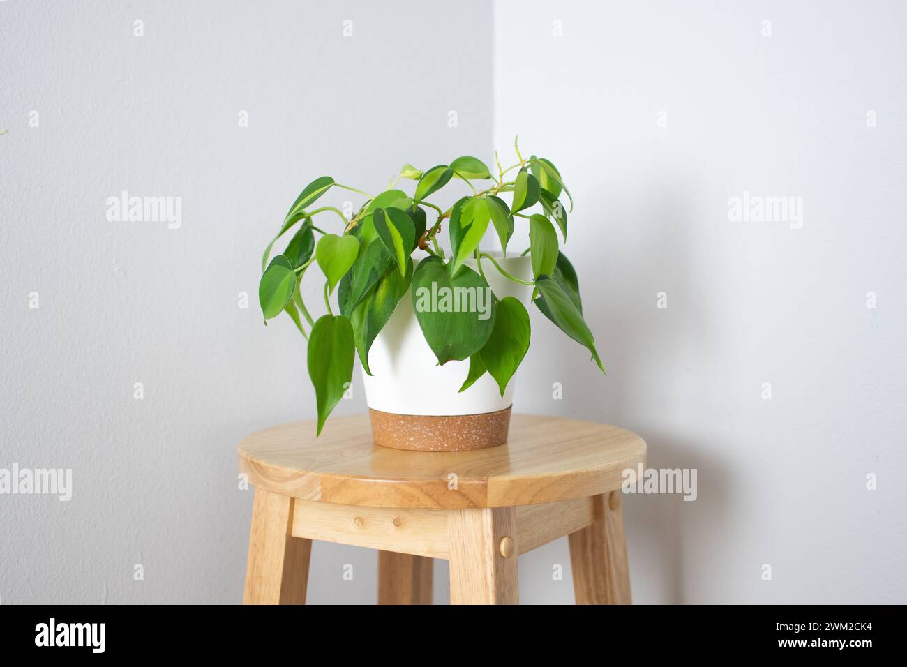 Brazilian Pothos in a white pot. Philodendron Brasil. Beautifil house ...