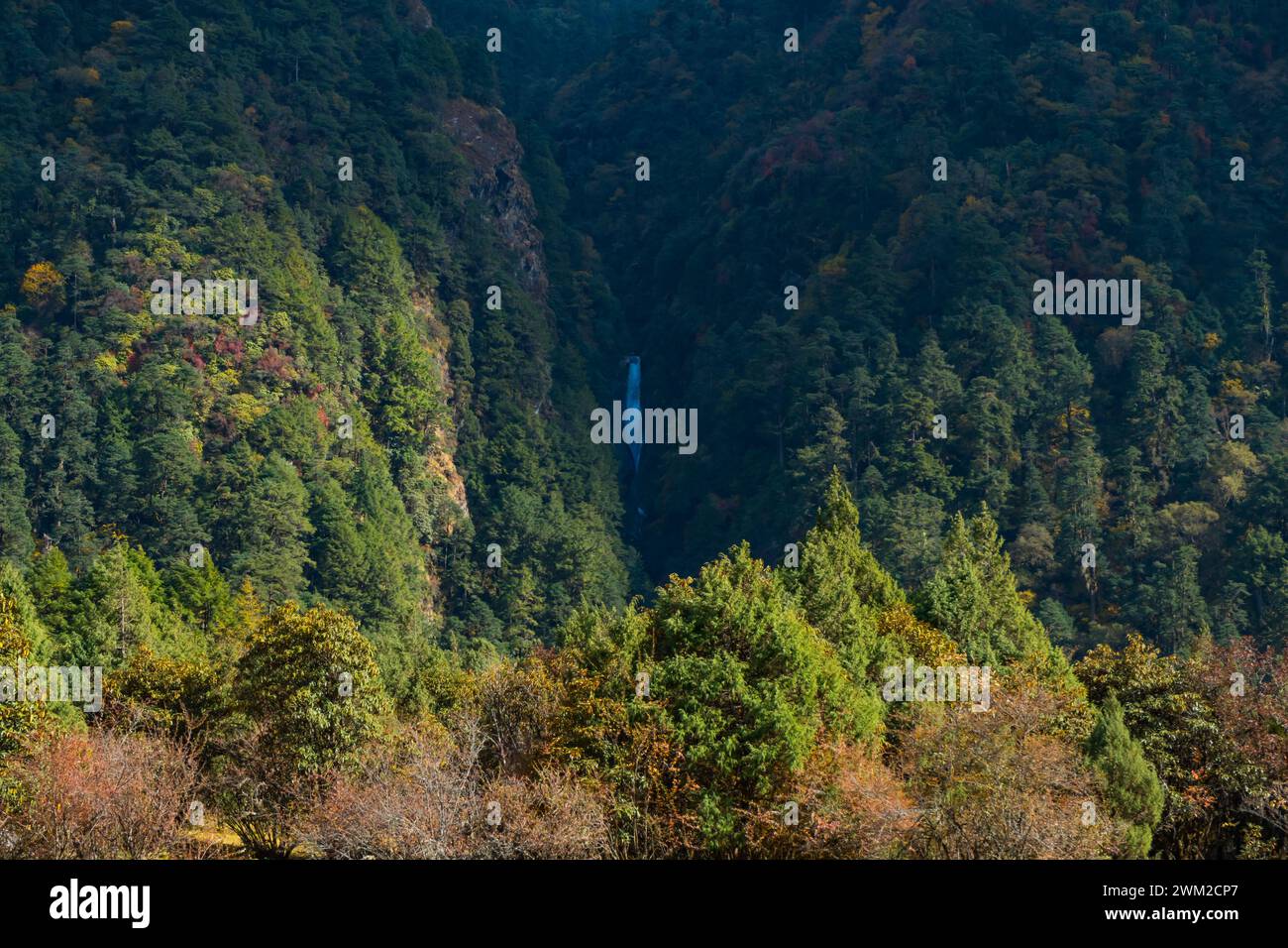 Green Forest Landscape of Taplejung Nepal seen during Kanchenjunga Base ...