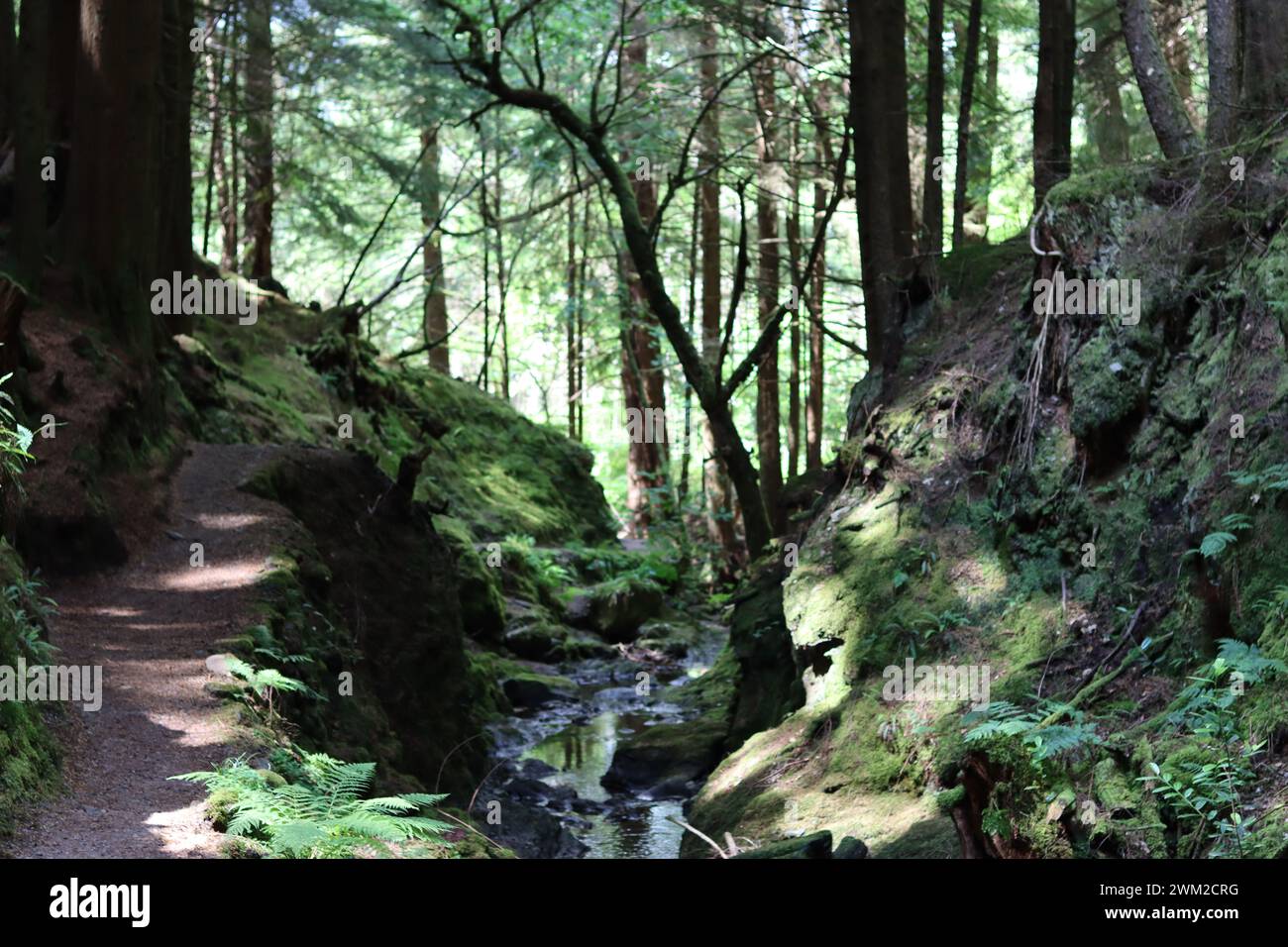 Woodland path winding through a narrow gorge Stock Photo - Alamy