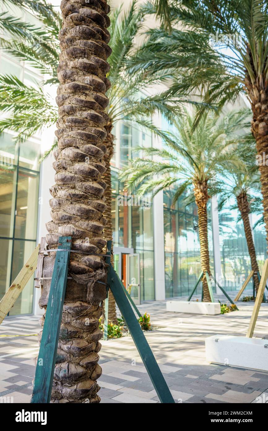 New palms planted with support beams in the city Stock Photo - Alamy