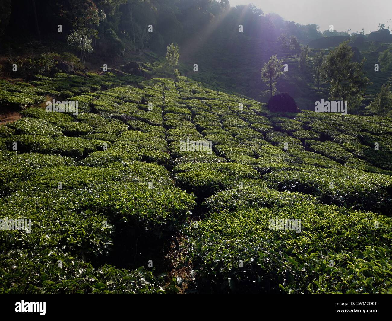 India tea estate hi-res stock photography and images - Alamy