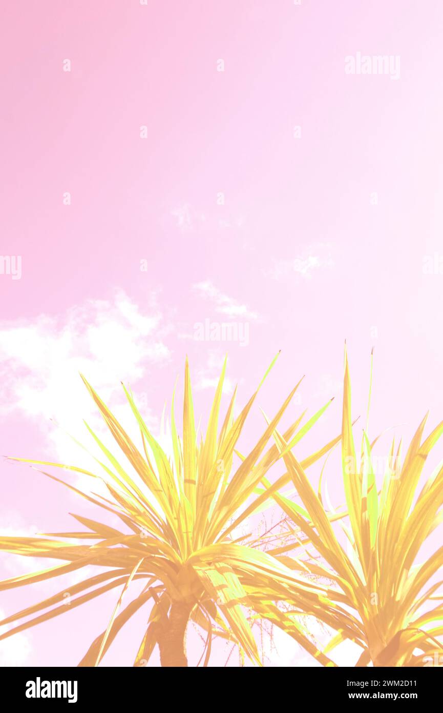 Abstract palm trees on a summer's day in Miami, Florida, USA Stock ...