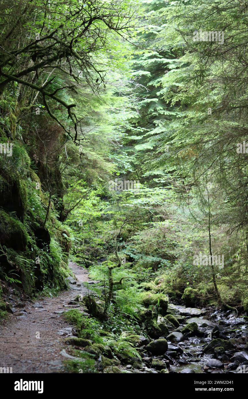 Woodland path winding through a narrow gorge Stock Photo - Alamy