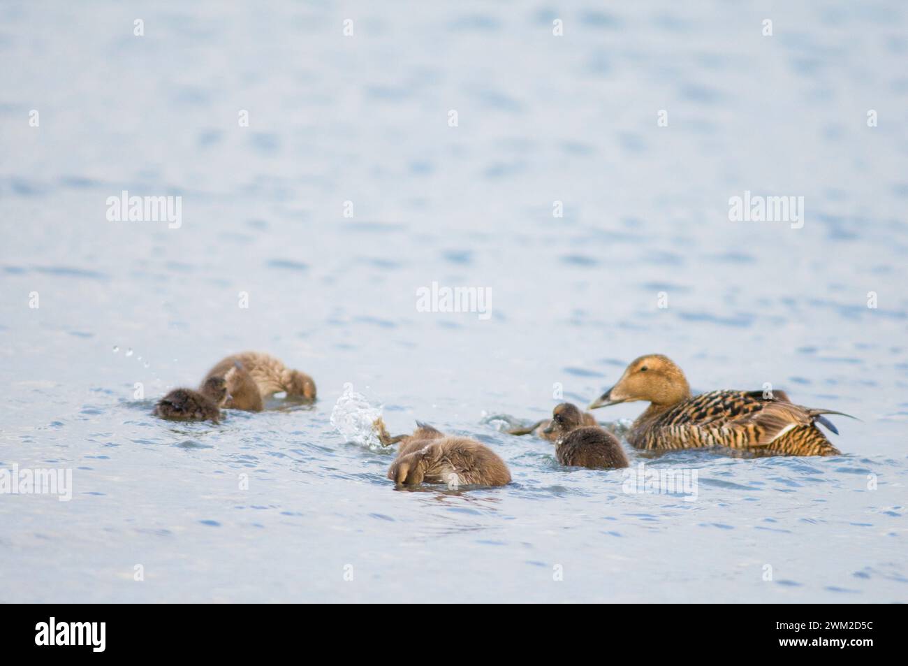 Group of common eider ducks Somateria mollissima mother and newborn ...