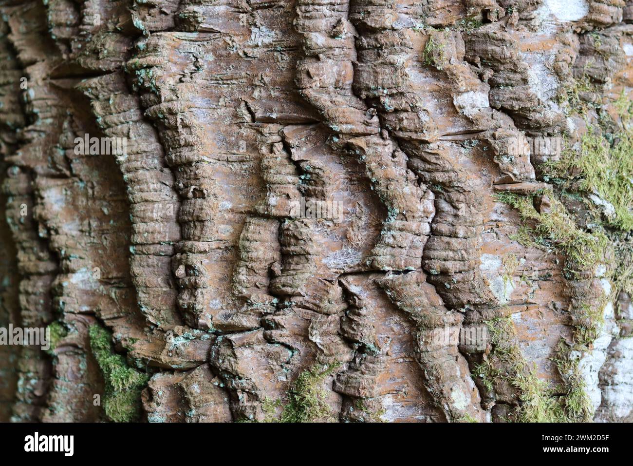 Close up unusual tree hi-res stock photography and images - Alamy