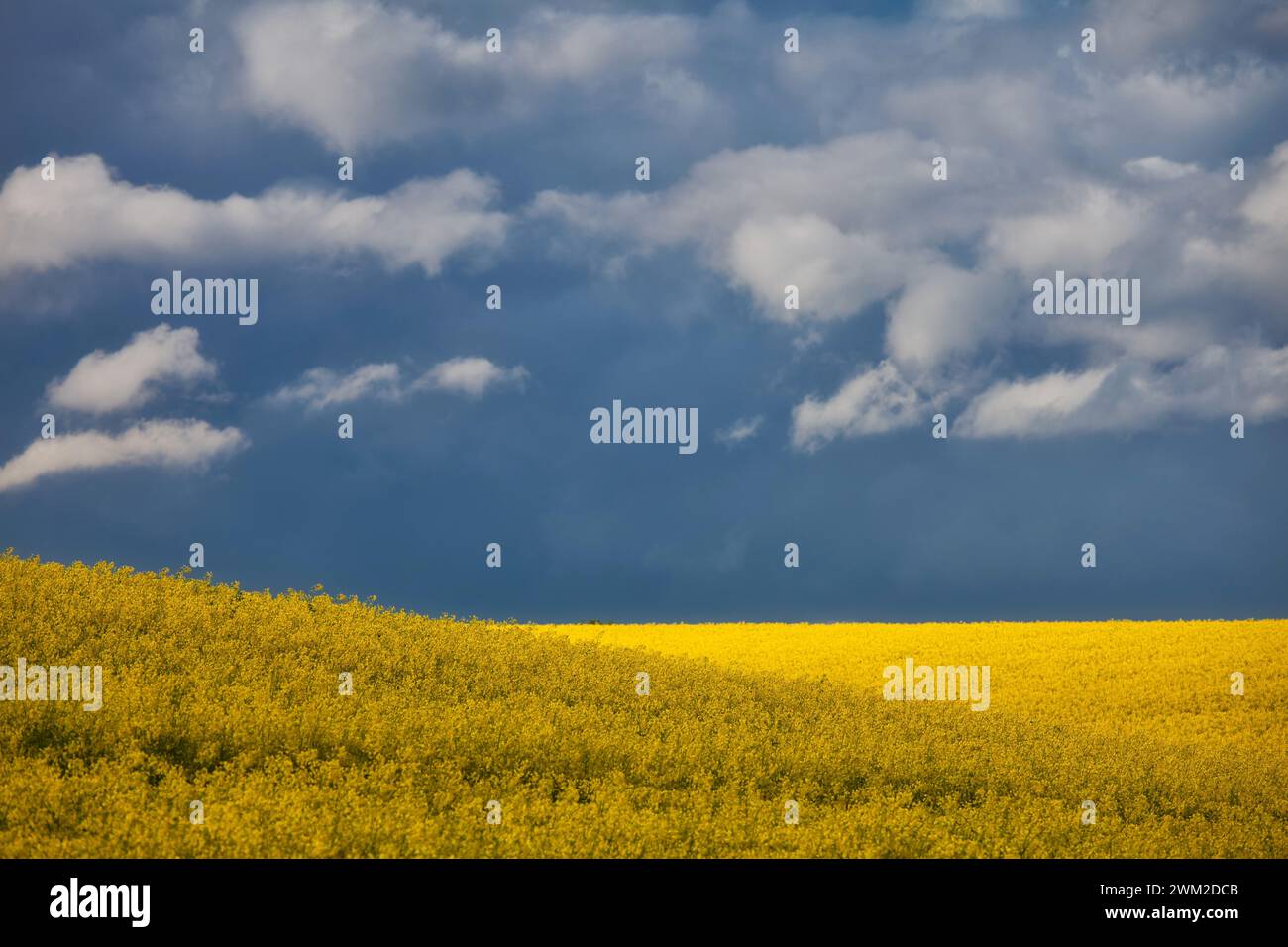 Yellow countryside hi-res stock photography and images - Alamy