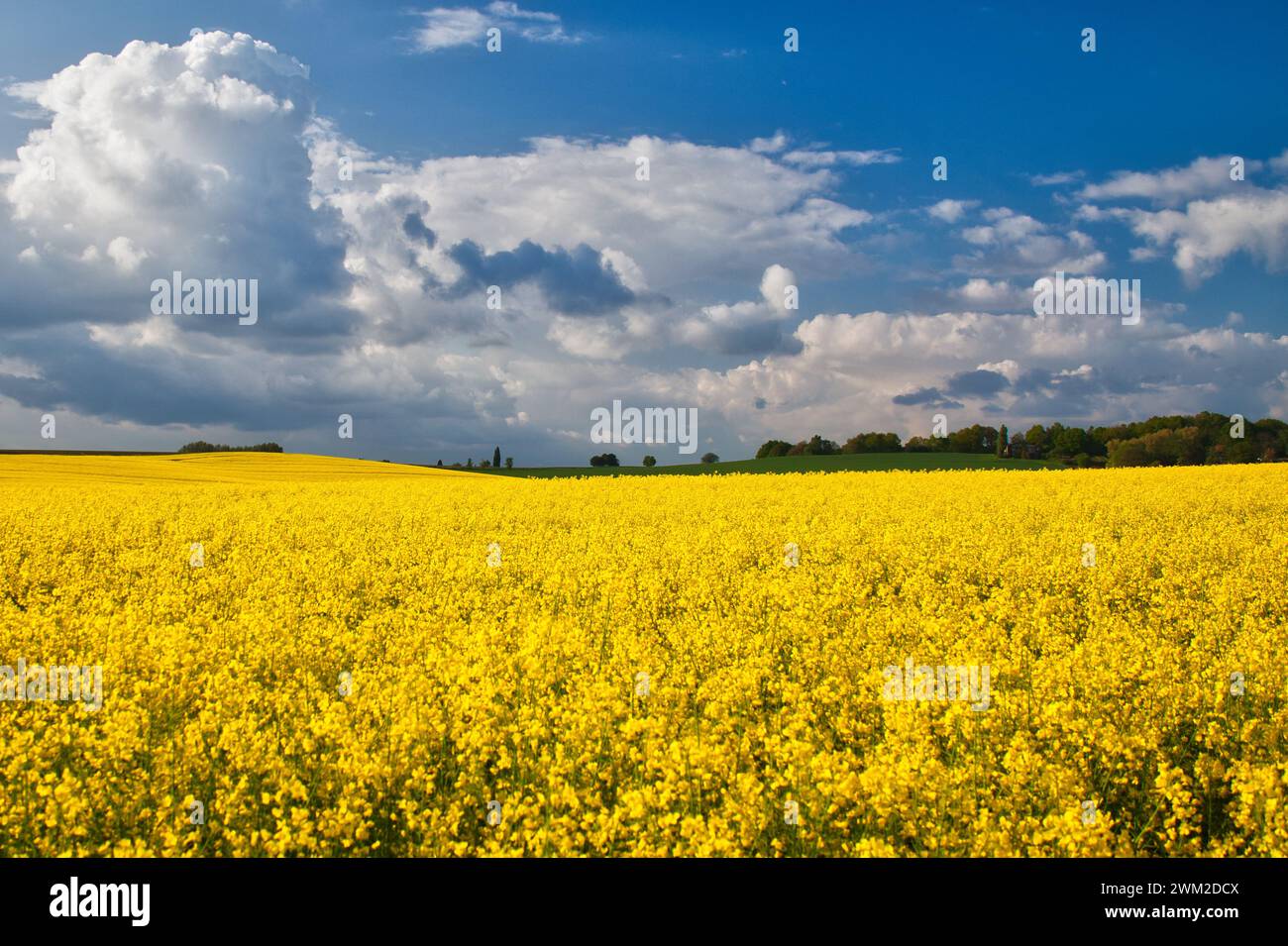 Yellow bright blooming rapeseed hi-res stock photography and images - Alamy