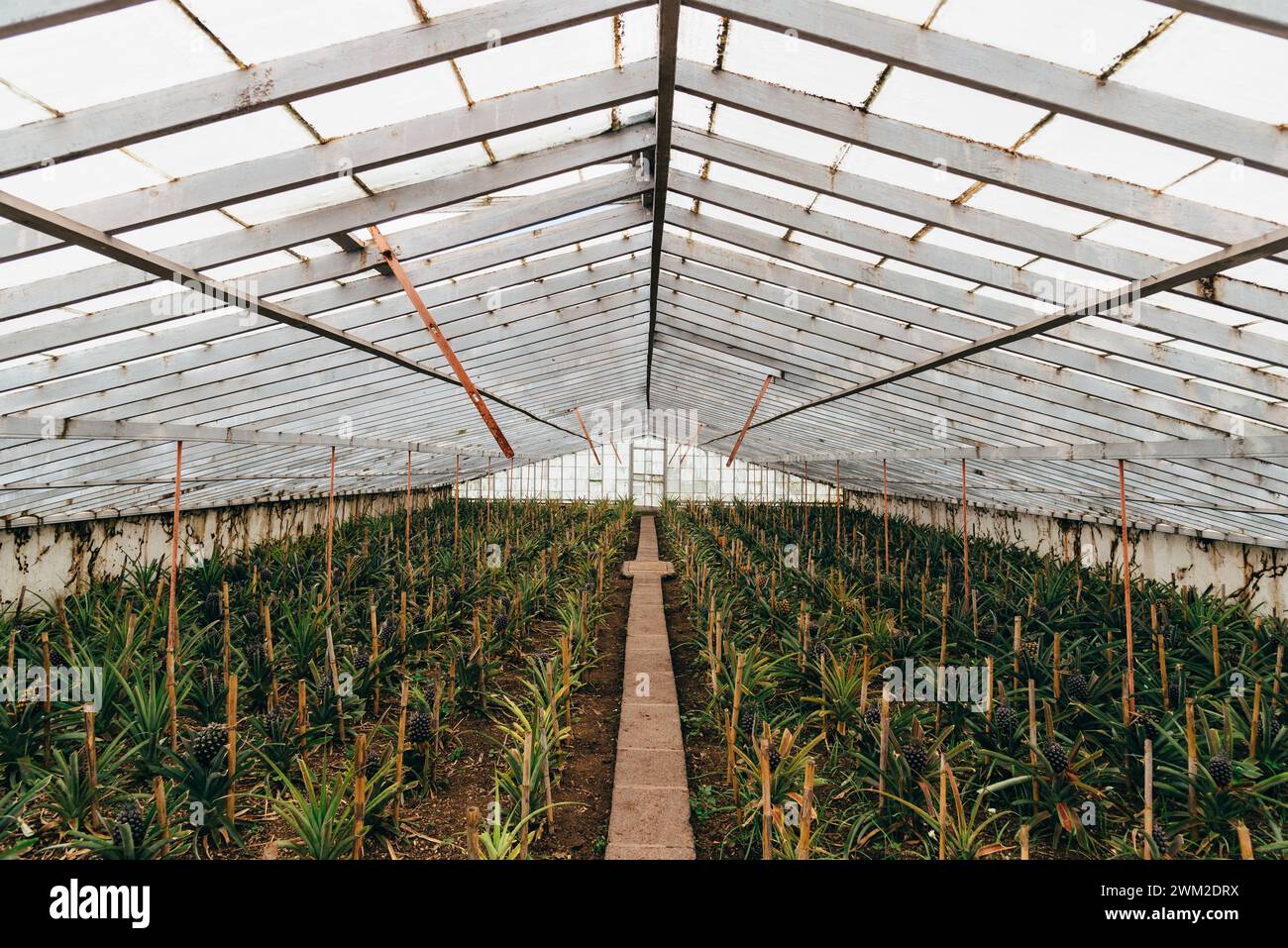 Pineapple plantation in a Greenhouse at Sao Miguel island of the Azores ...
