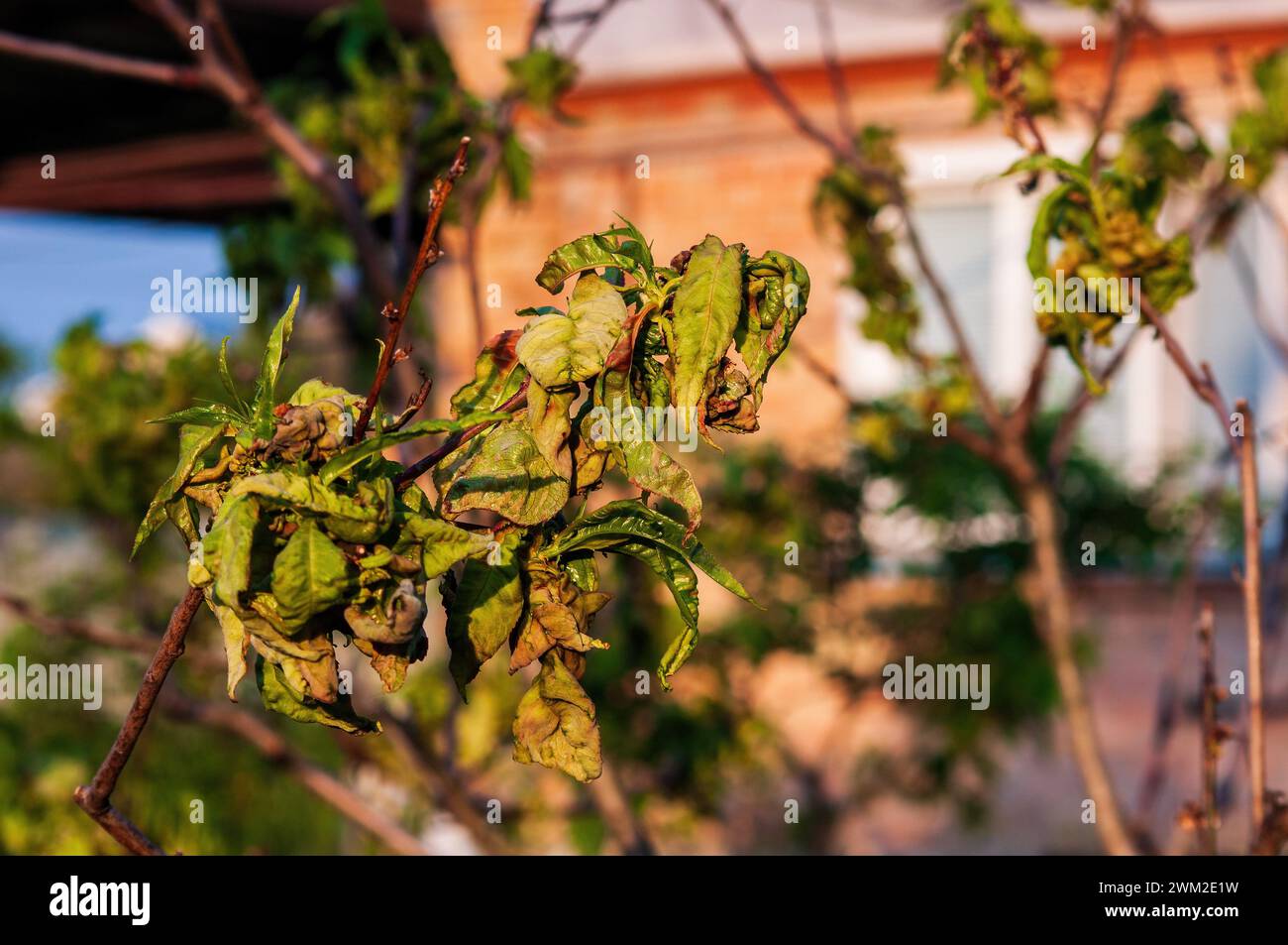 Peach leaf curl. Fungal disease of peaches tree. Taphrina deformans ...
