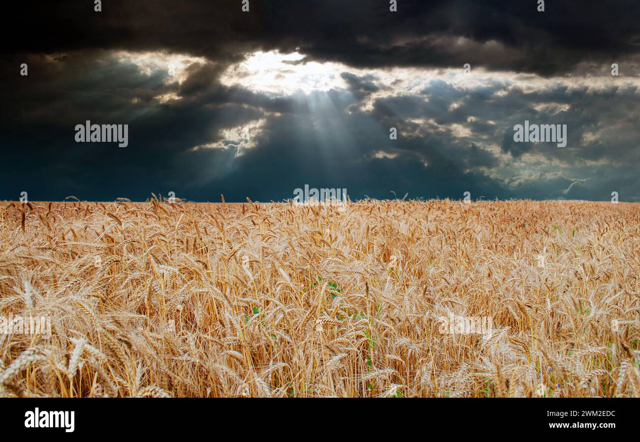 A photograph depicting a vast field of wheat stretching towards the ...