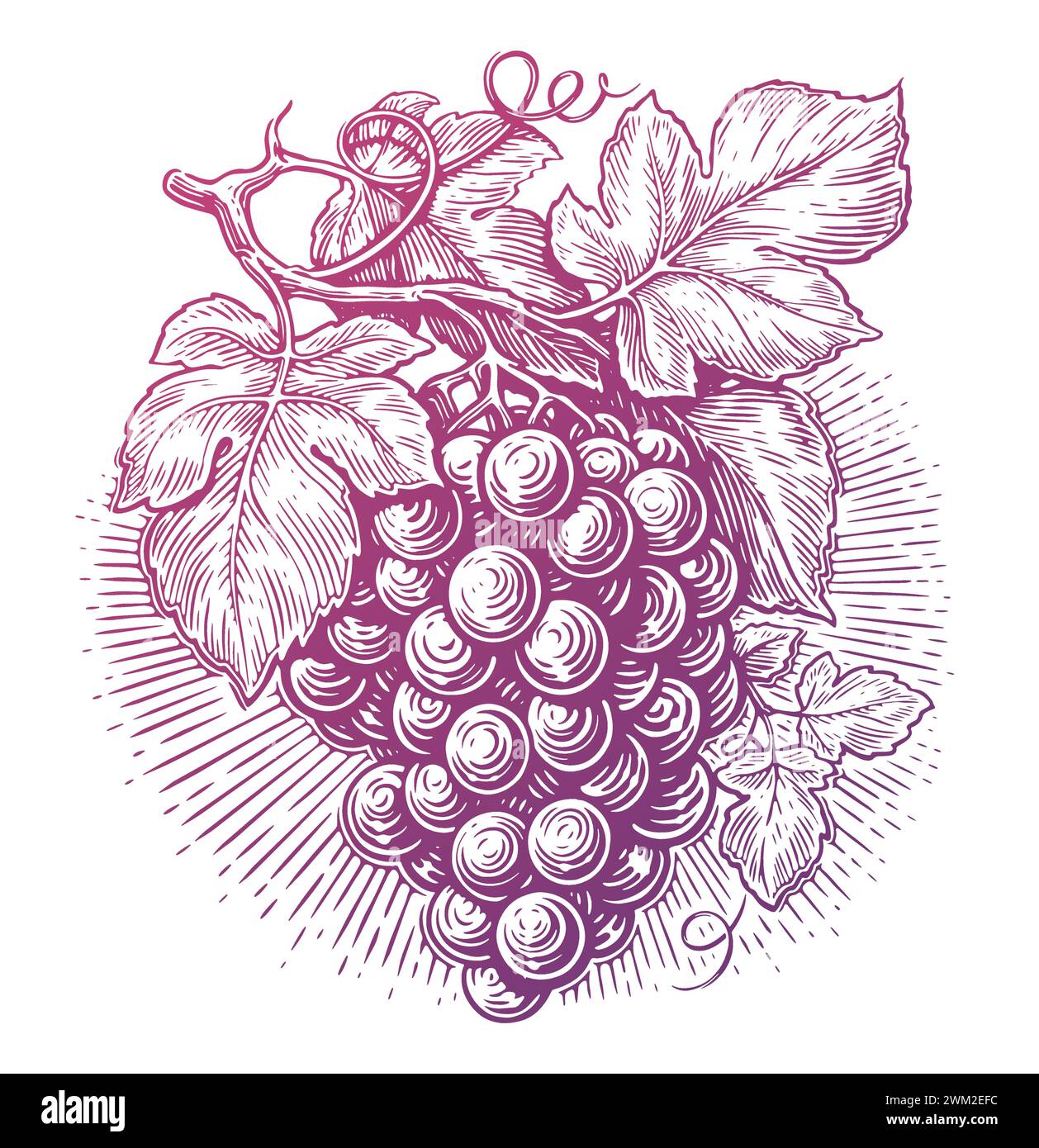 Grapes with leaves. Grapevine branch with berries. Vine, sketch vector ...