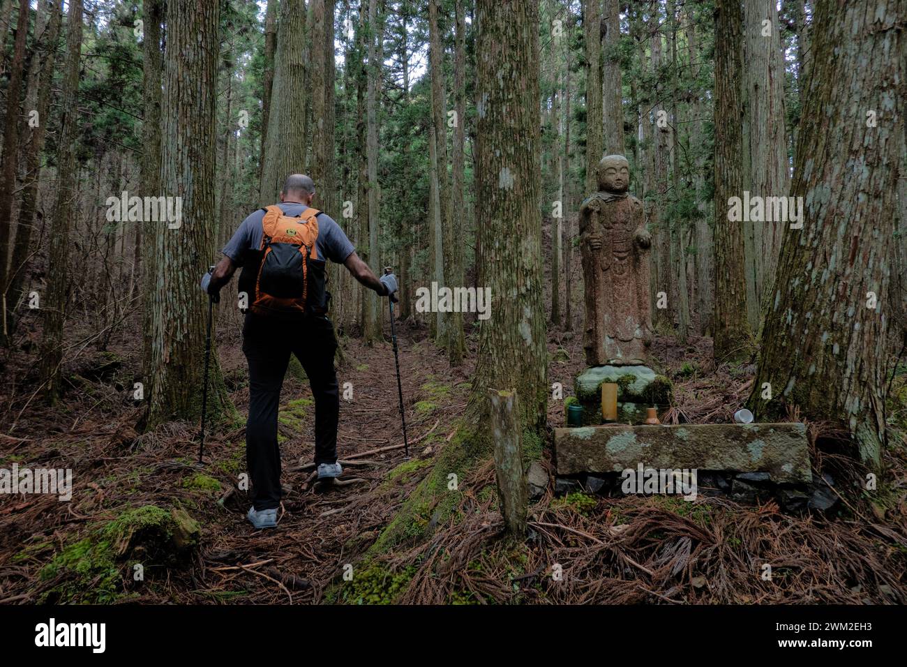 Trekking through the deep forests of the Kumano Kodo pilgrimage route ...