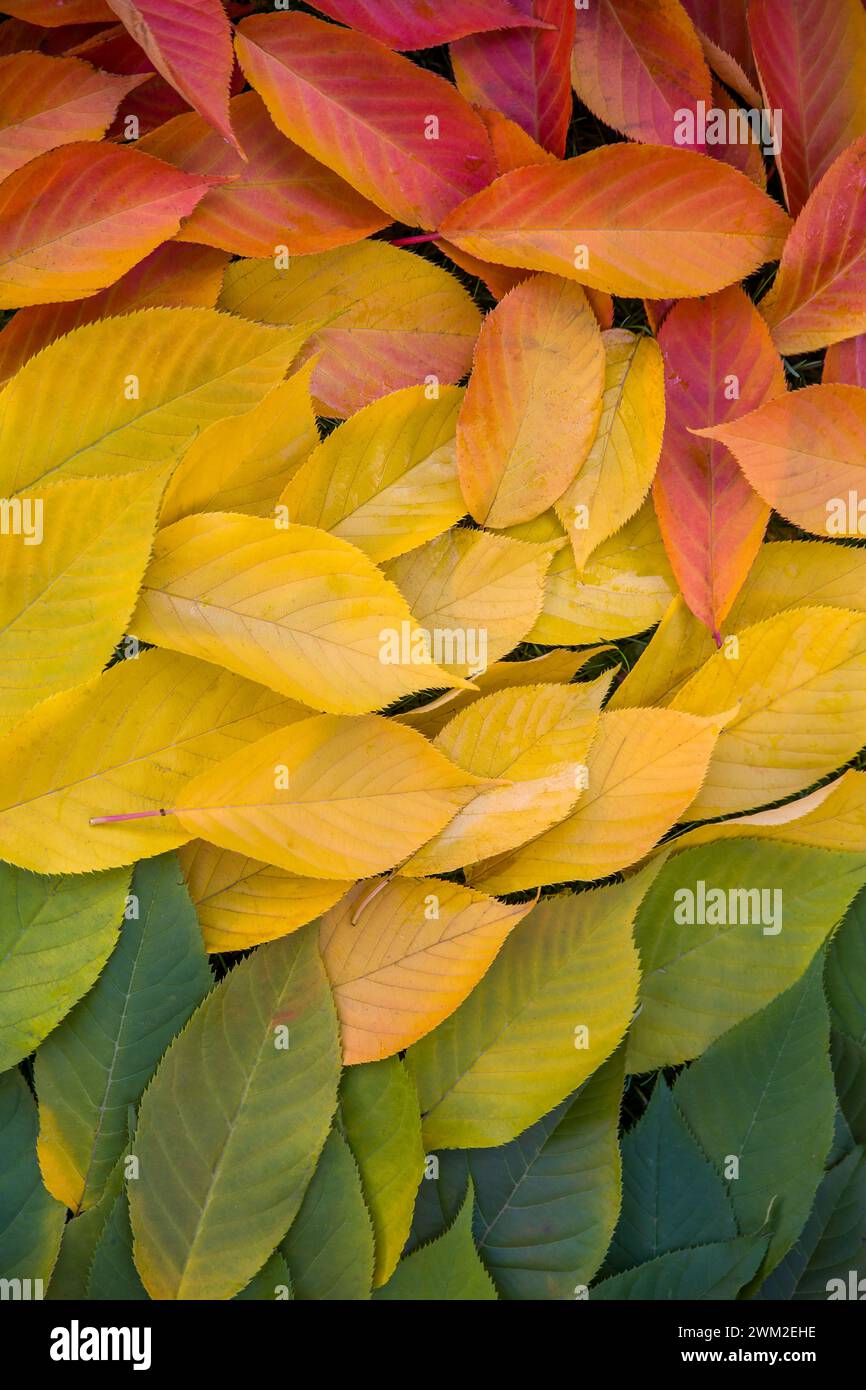 colorful green, red and yellow leaves from the Japanese cherry tree in ...