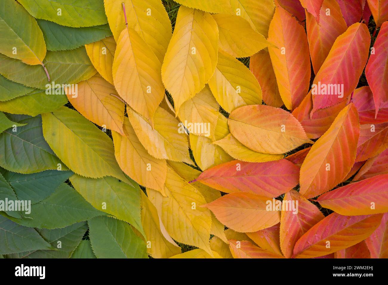 colorful green, red and yellow leaves from the Japanese cherry tree in ...