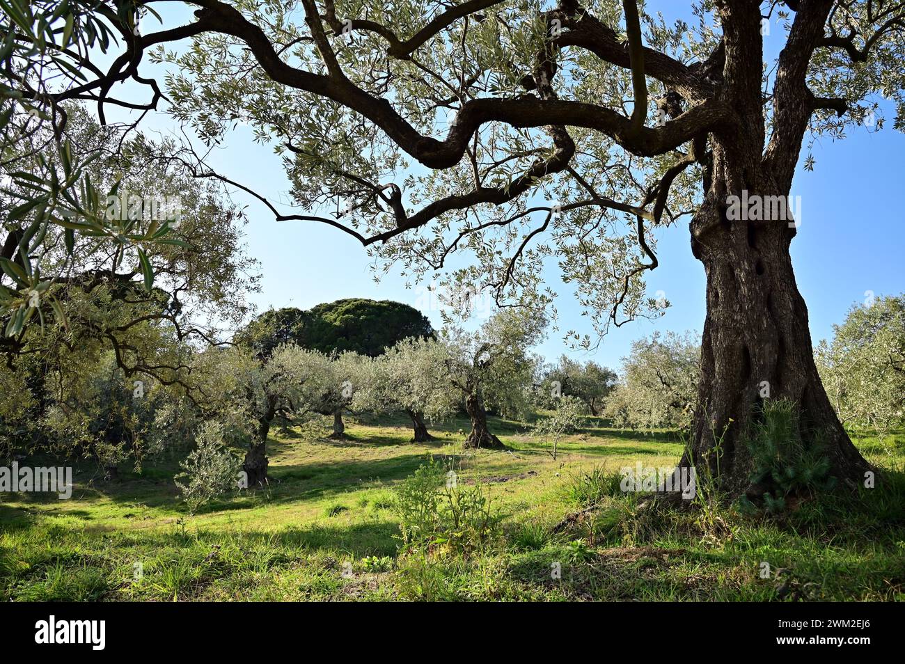 Greek olive orchard in springtime, with old holed olive tree trunk in ...