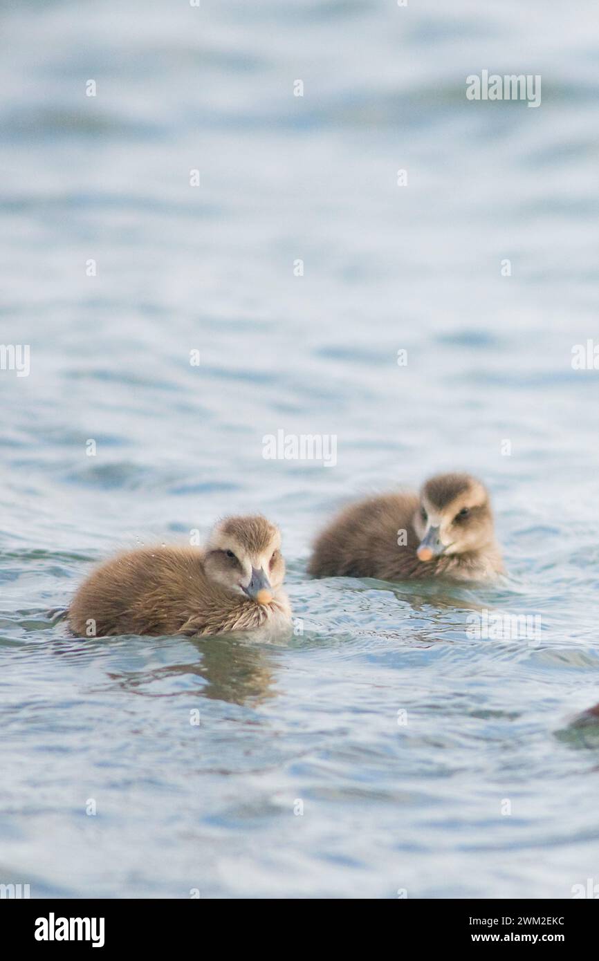 Baibes hi-res stock photography and images - Alamy