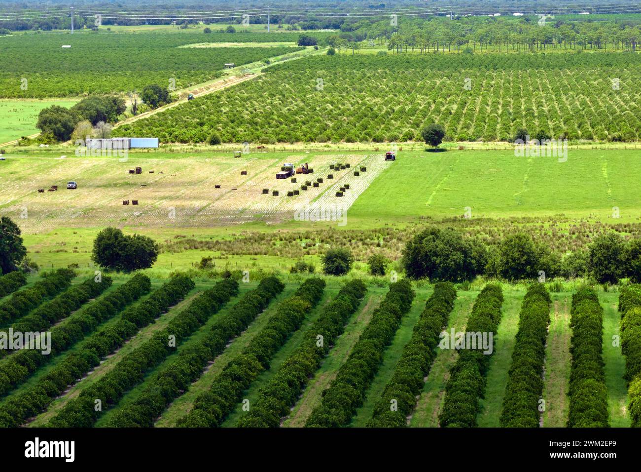Aerial view of citrus tree usa hi-res stock photography and images - Alamy