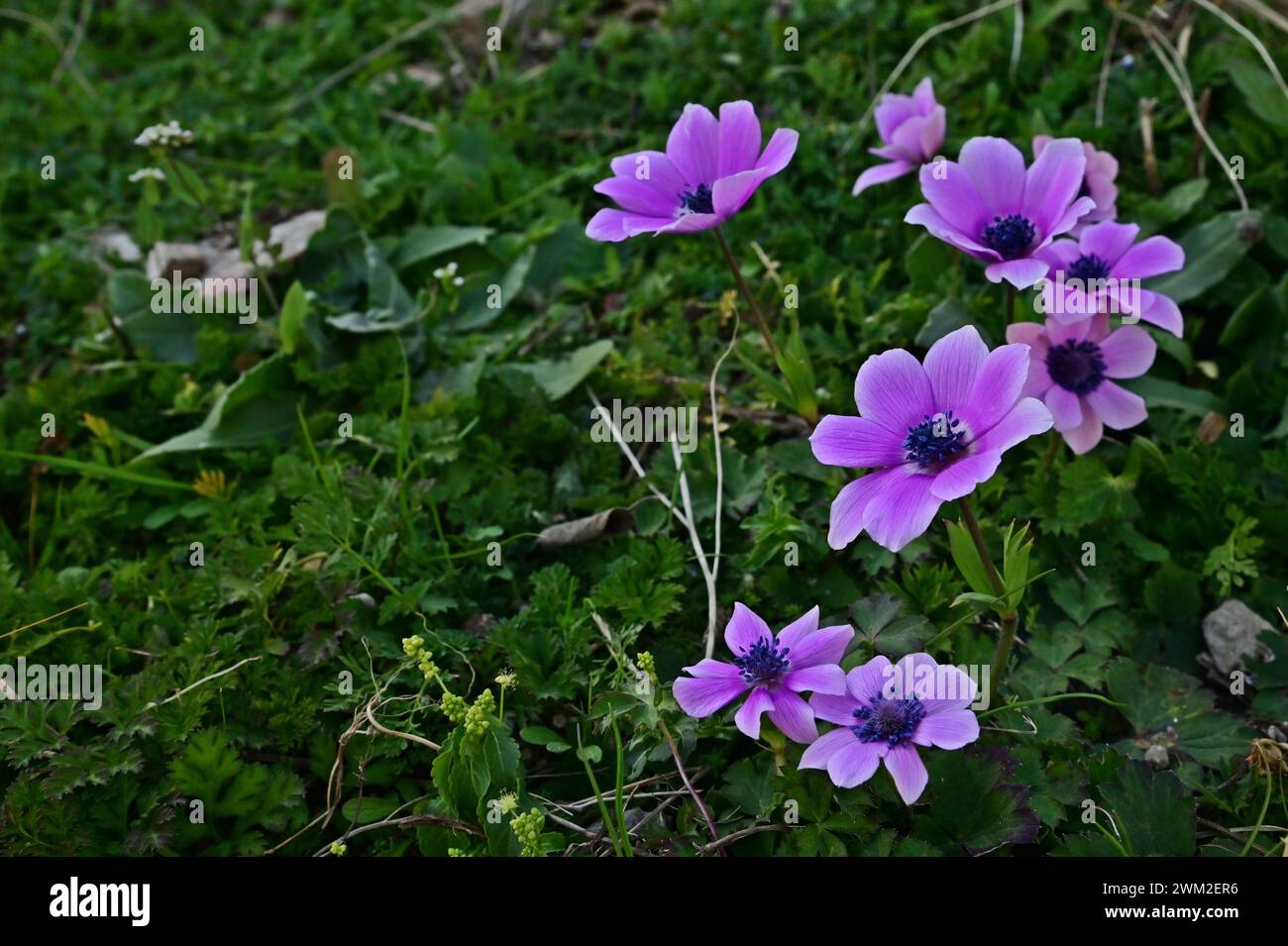 Wild poppy anemone, Spanish marigold, or windflower (Anemone coronaria ...