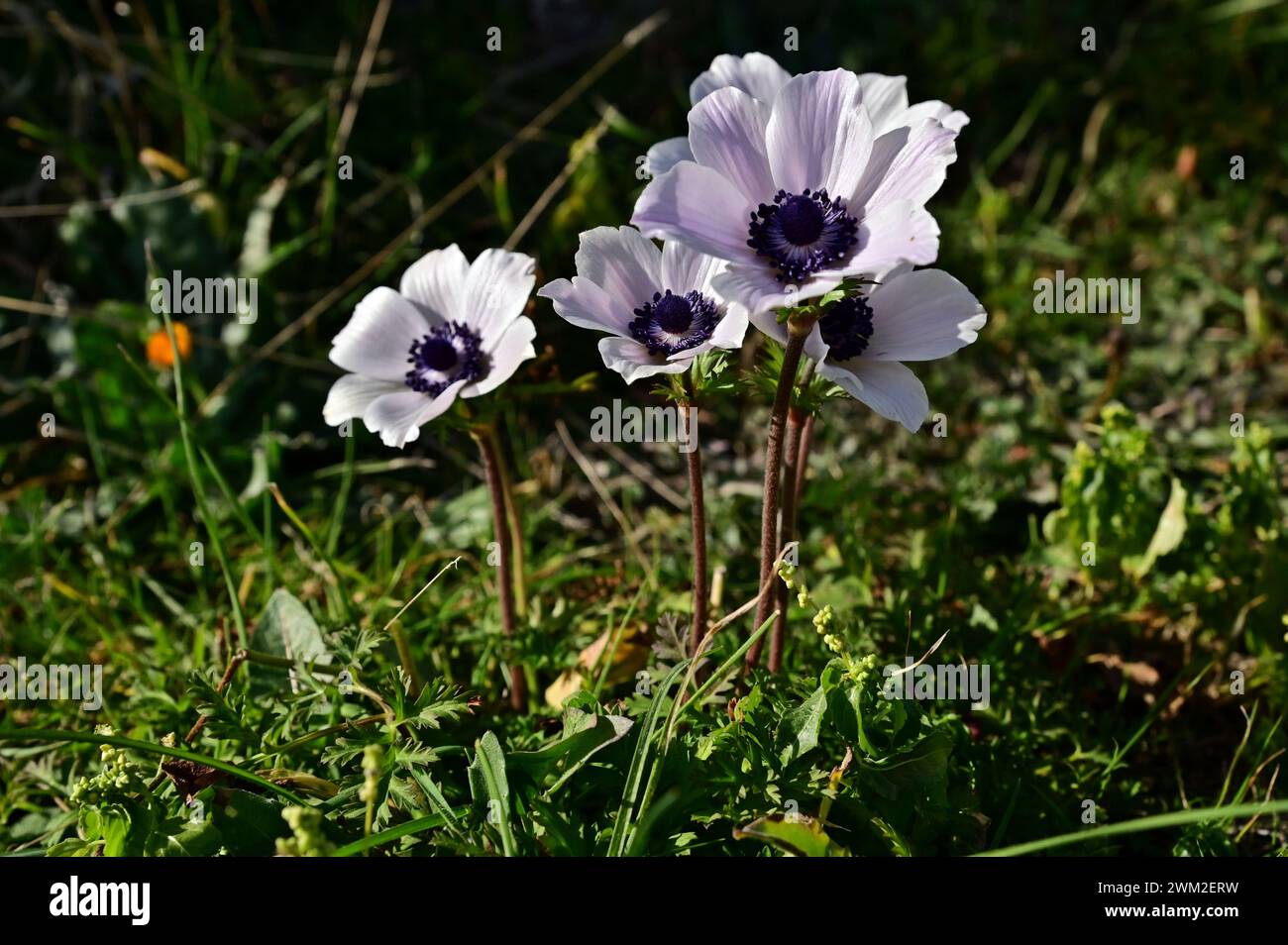 Wild poppy anemone, Spanish marigold, or windflower (Anemone coronaria ...