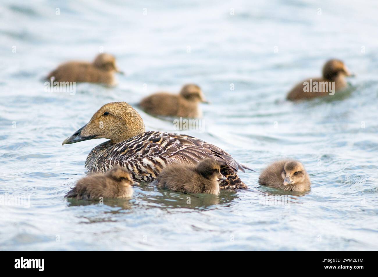 Group of common eider ducks Somateria mollissima mother and newborn ...