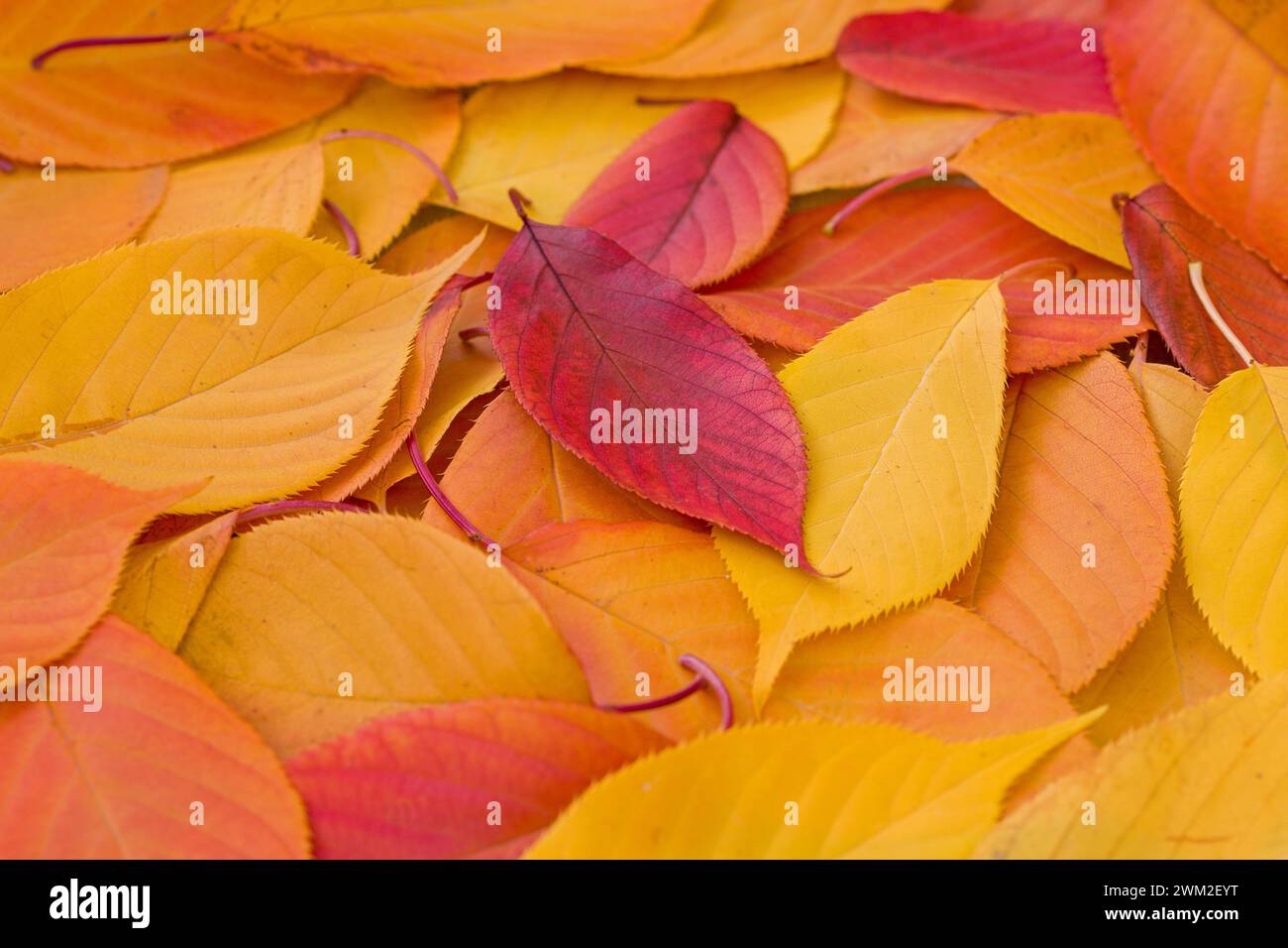 colorful red and yellow leaves from japanese cherry tree in autumn ...