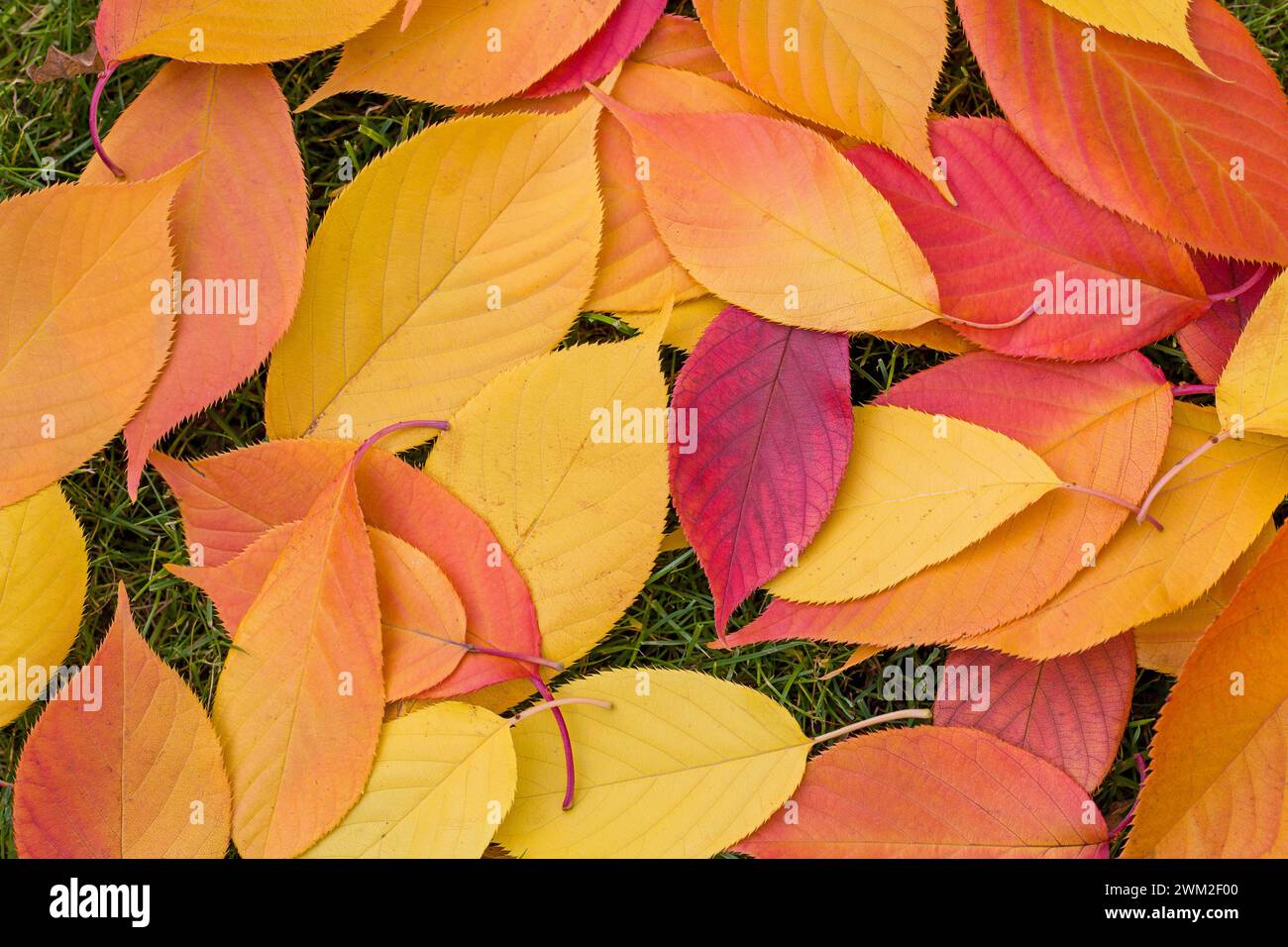 Single tree with red and yellow leaves in fall hi-res stock photography ...