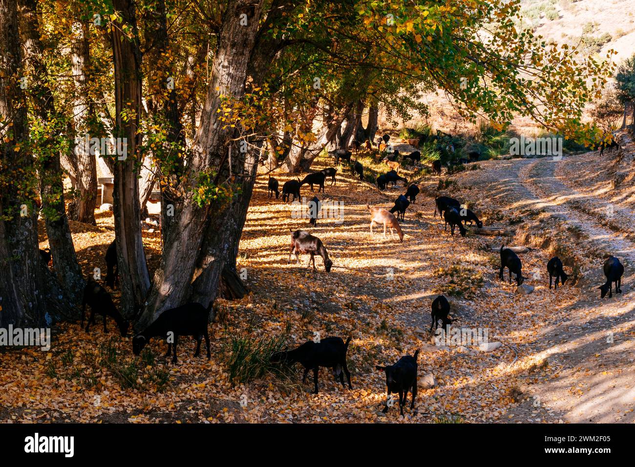 Herd of goats. Fuente de El Raso recreational area in autumn. Frailes ...