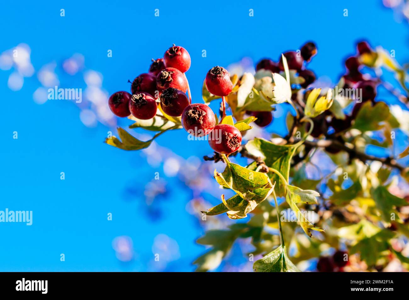 The fruit of the Crataegus. Frailes, Jaén, Andalucía, Spain, Europe ...