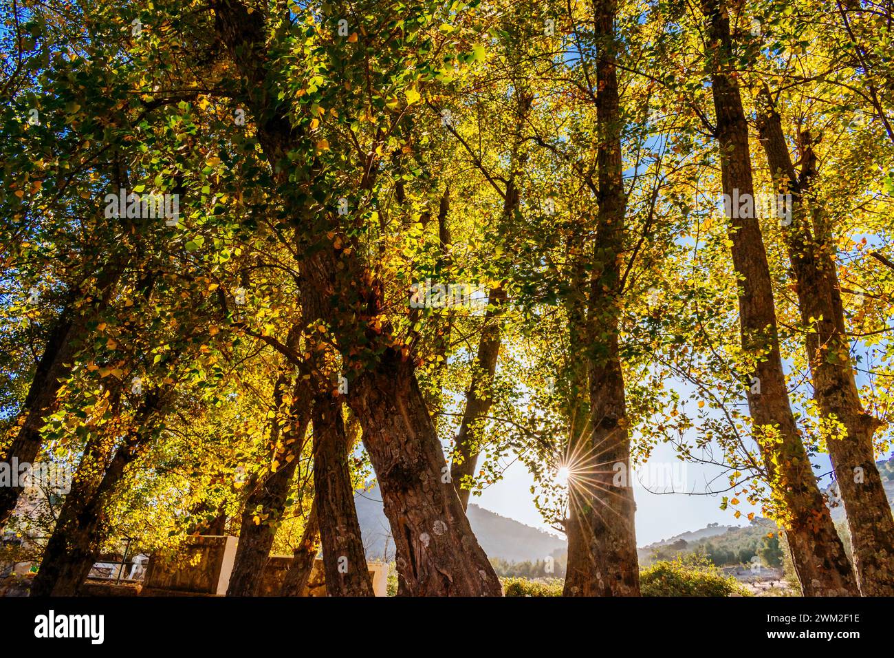 Spain autumn leave hi-res stock photography and images - Alamy