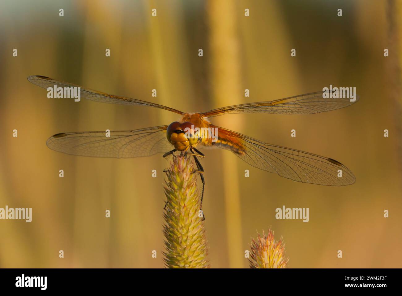 Dragonfly doodle hi-res stock photography and images - Alamy