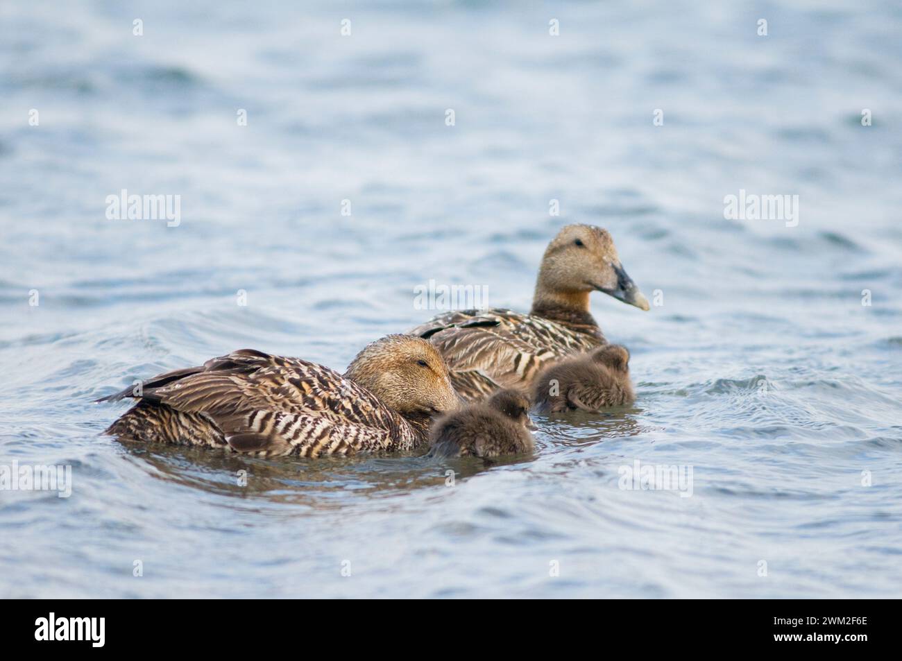 Group of common eider ducks Somateria mollissima mother and newborn ...