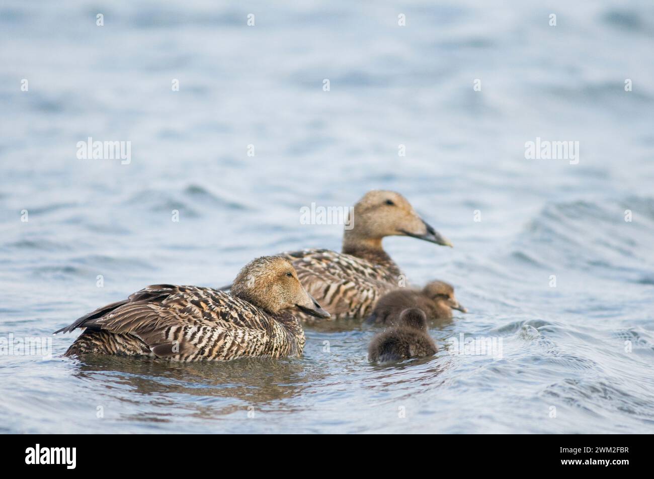 Group of common eider ducks Somateria mollissima mother and newborn ...