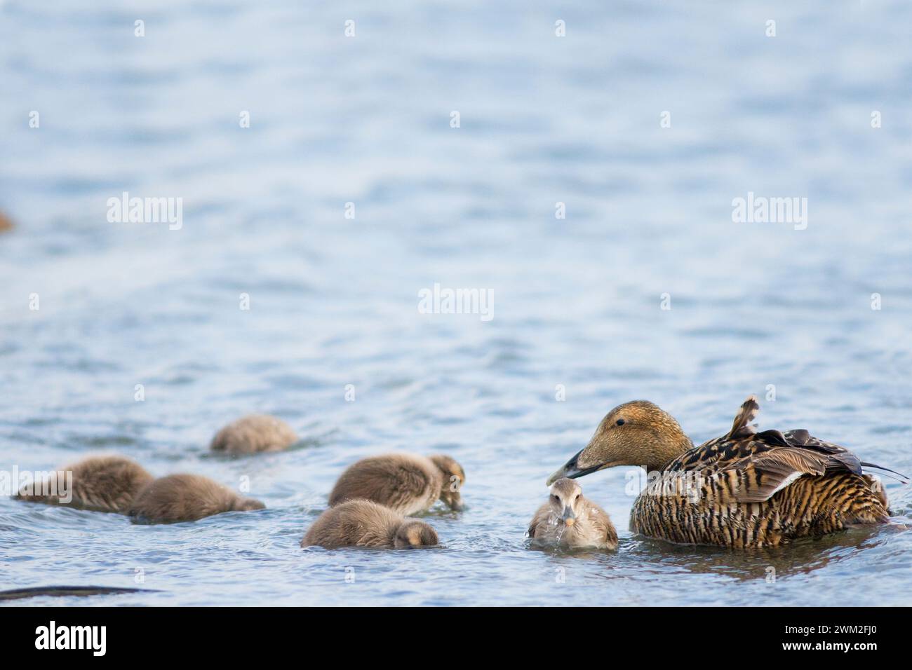 Group of common eider ducks Somateria mollissima mother and newborn ...