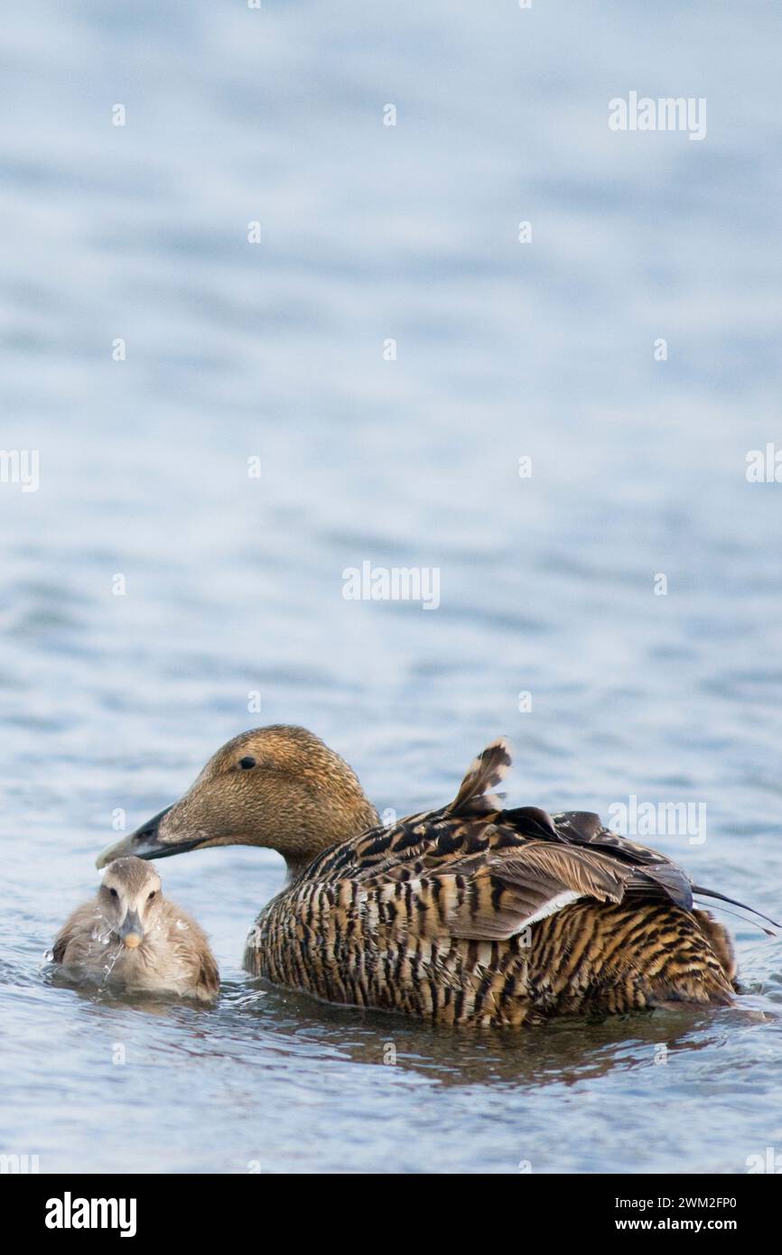 Group of common eider ducks Somateria mollissima mother and newborn ...