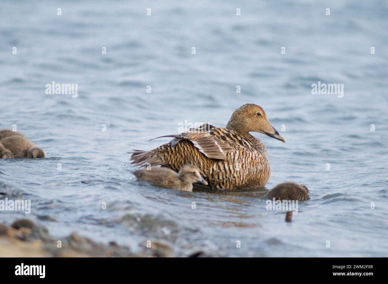 Group of common eider ducks Somateria mollissima mother and newborn ...