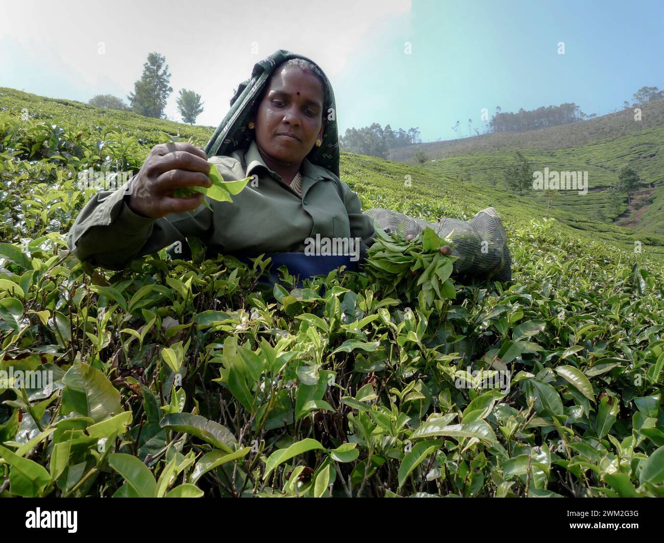 India, Kerala, Munnar: tea harvesting in the Tata Tea cultivations ...