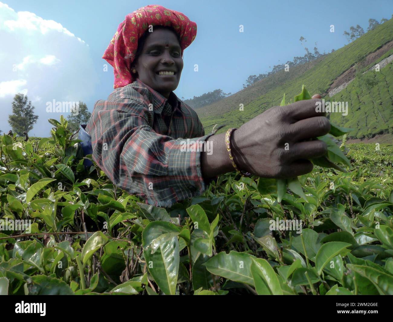 India, Kerala, Munnar: tea harvesting in the Tata Tea cultivations ...
