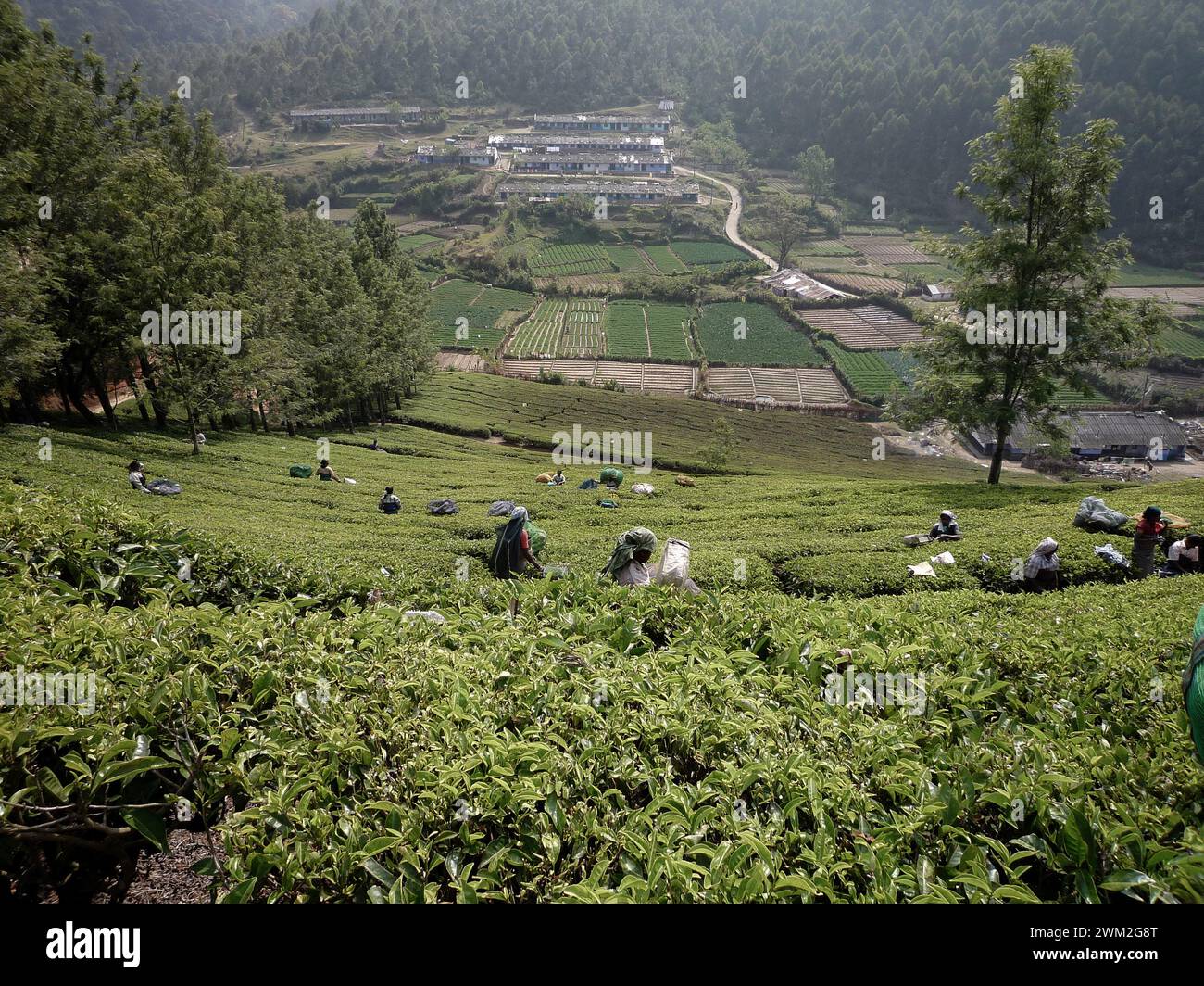 Tata tea hi-res stock photography and images - Alamy
