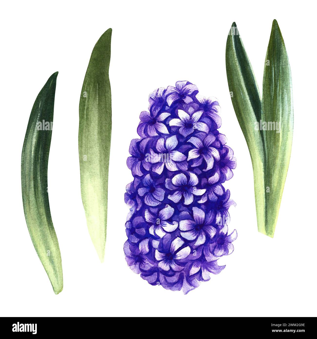 Hyacinth, bulbous plant, fragrant purple flower. Individual parts of ...