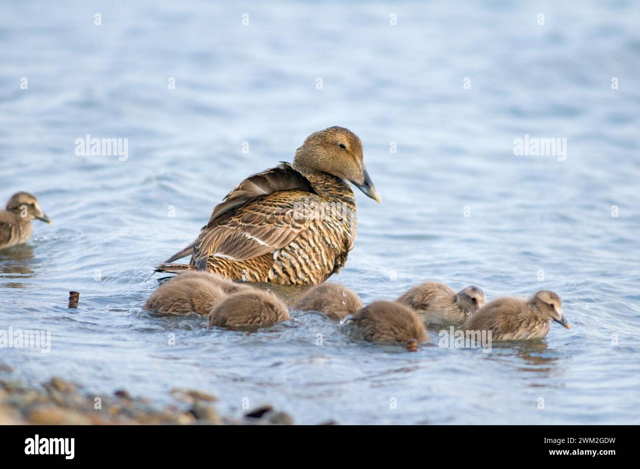 Group of common eider ducks Somateria mollissima mother and newborn ...