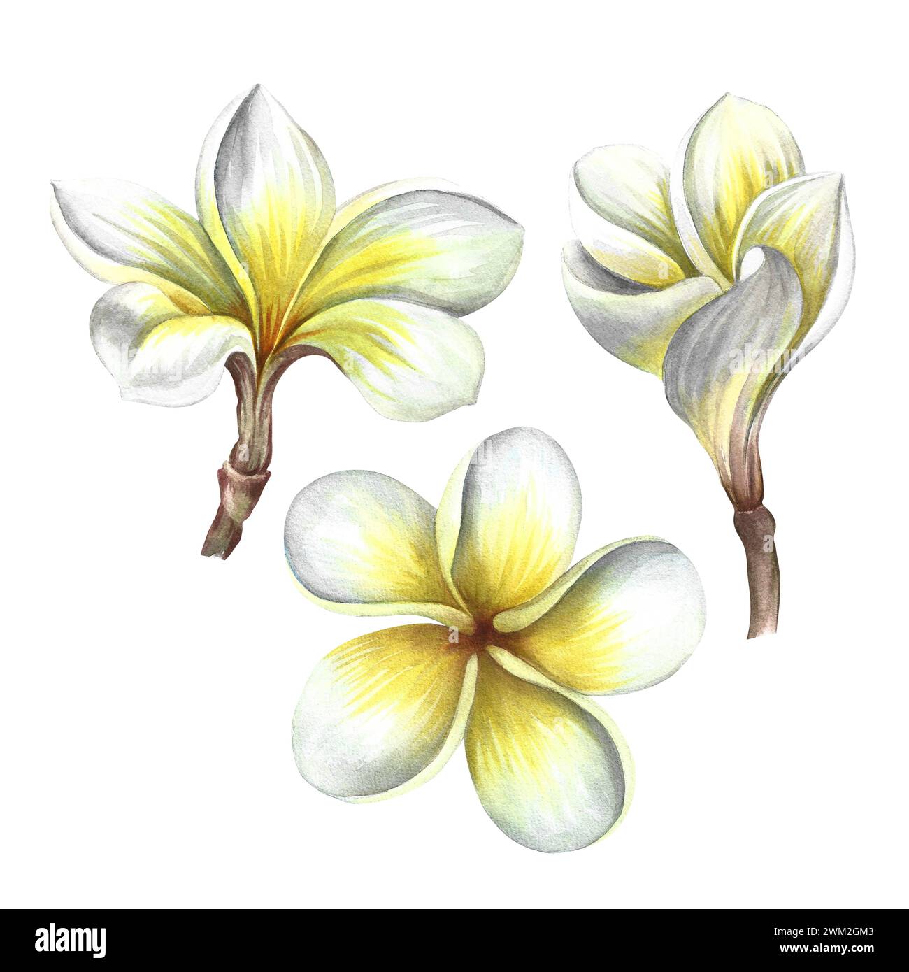 Hawaiian clip art flowers hi-res stock photography and images - Alamy