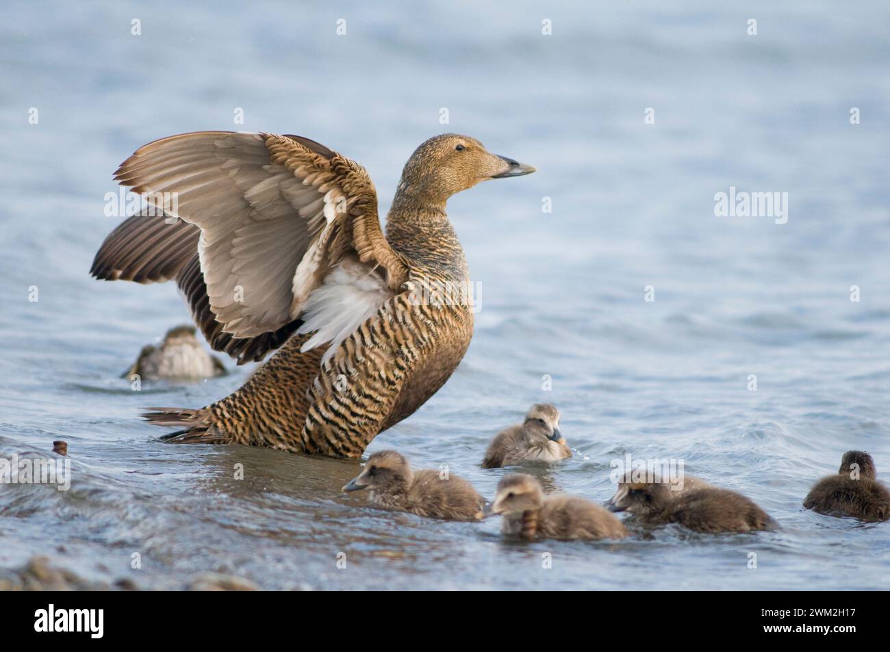 Group of common eider ducks Somateria mollissima mother and newborn ...
