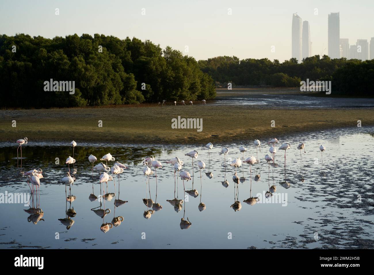 Flamingoes at Ras Al Khor Wildlife Sanctuary, Dubai, United Arab ...