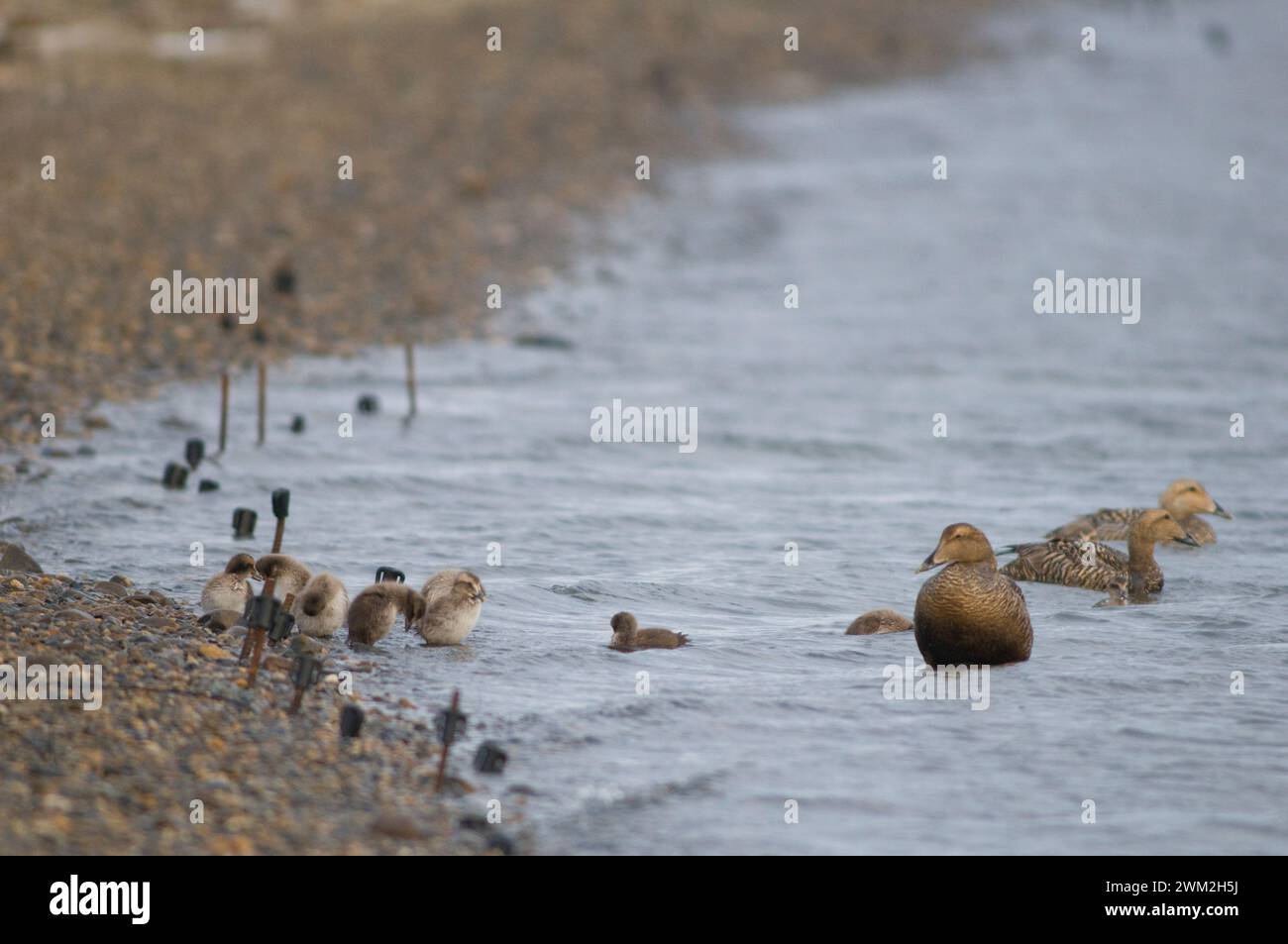 Group of common eider ducks Somateria mollissima mother and newborn ...