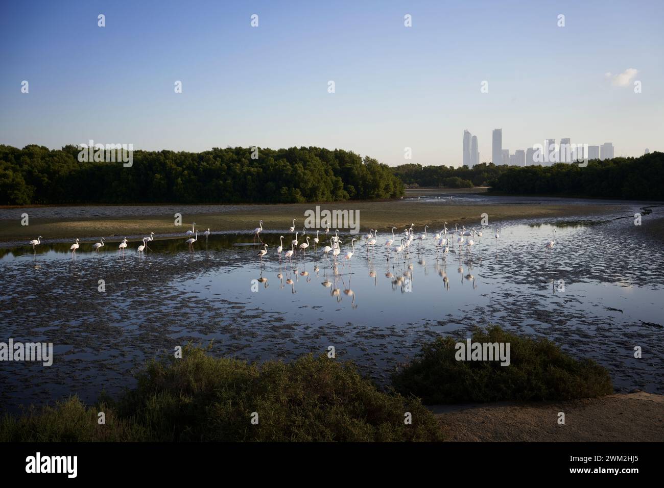 Flamingoes at Ras Al Khor Wildlife Sanctuary, Dubai, United Arab ...