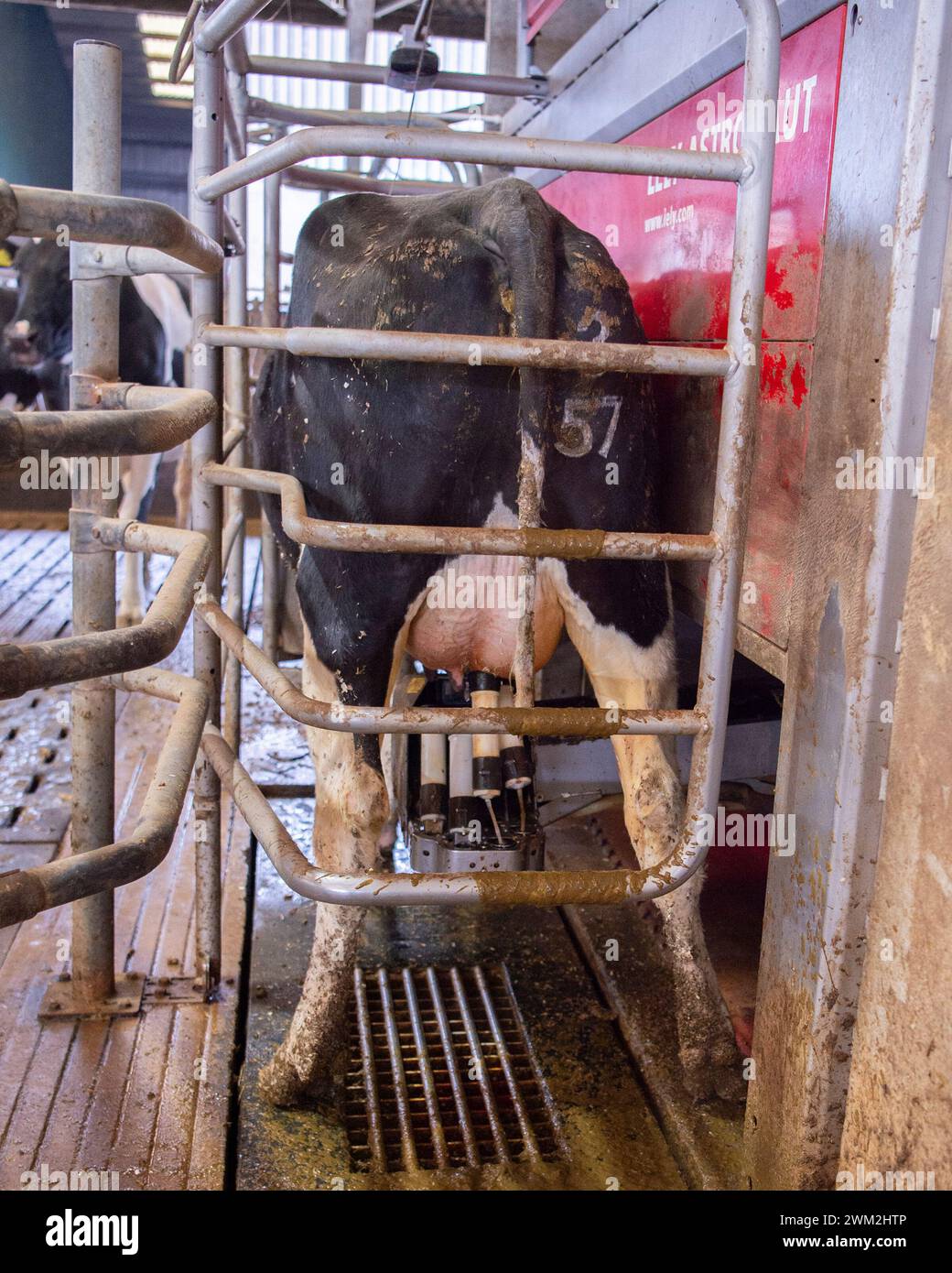 Milking cow machine hi-res stock photography and images - Alamy