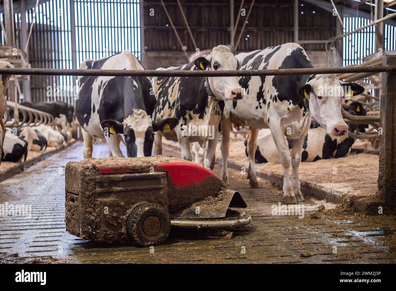 scraper mouse robot in the cubicle house with dairy cows Stock Photo ...