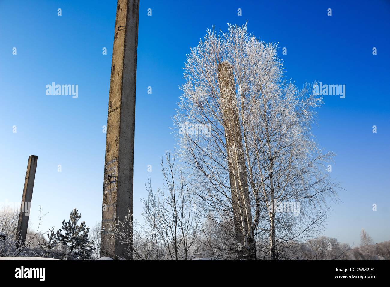 Birch covered with frost growing on the ruins of a concrete building ...