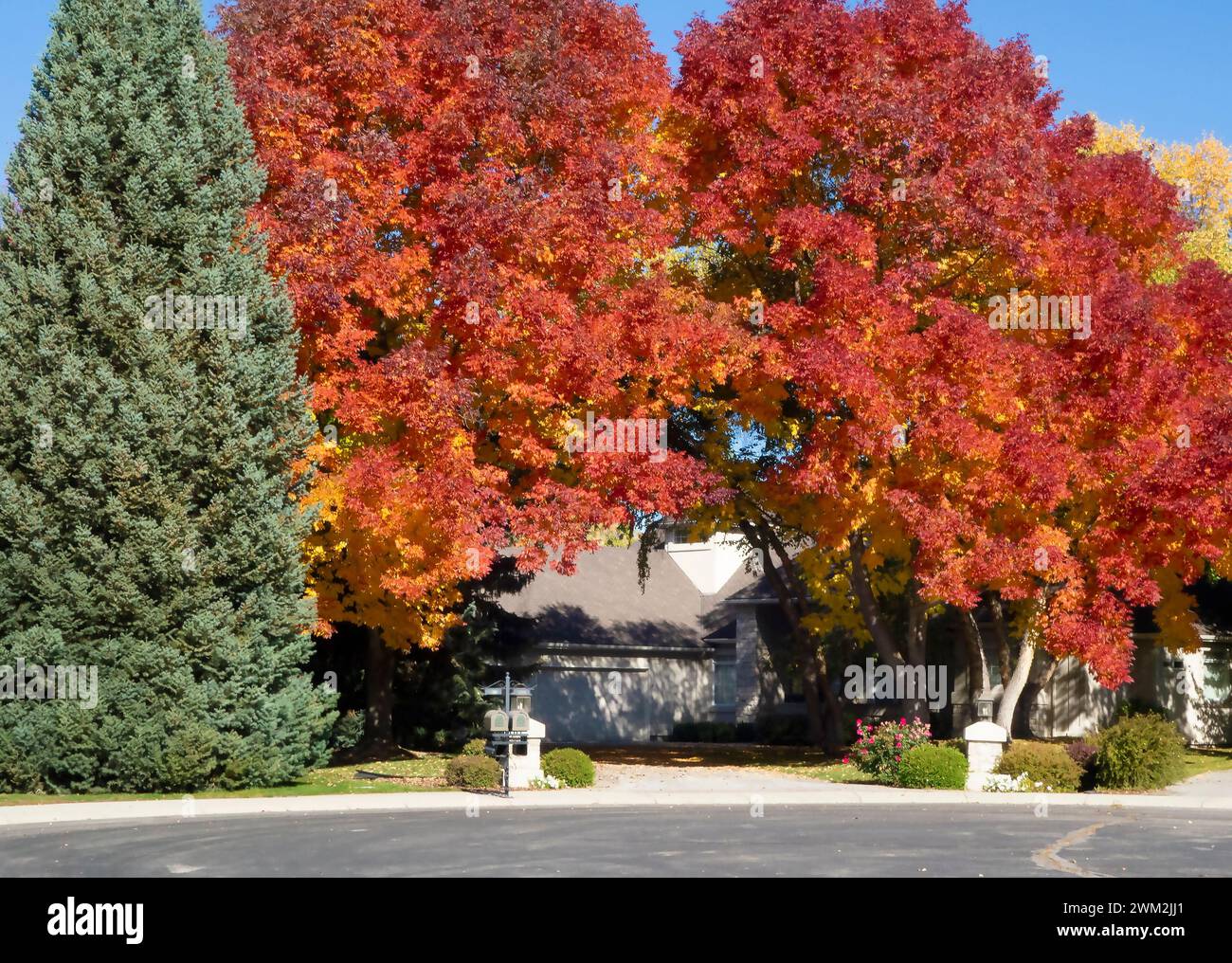Suburb trees hi-res stock photography and images - Alamy